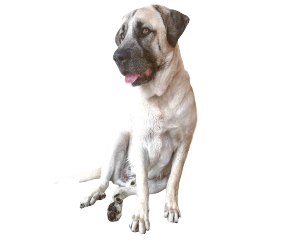 Rafeiro de alentejo: All about this breed - DogsPlanet.com