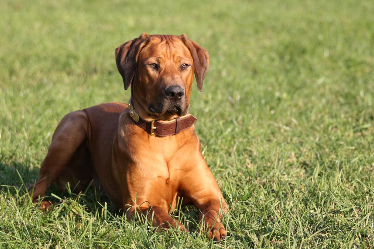 Rhodesian Ridgeback: Tout savoir sur cette race - DogsPlanet.com