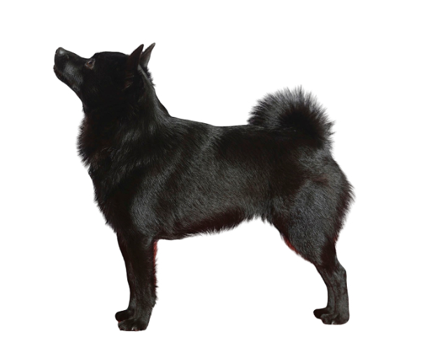 Shipperke: All about this breed - DogsPlanet.com