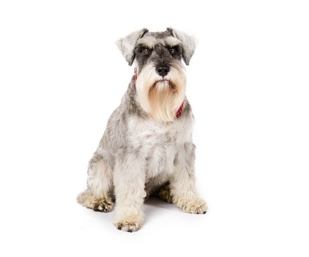 Schnauzer: Todo sobre esta raza - DogsPlanet.com