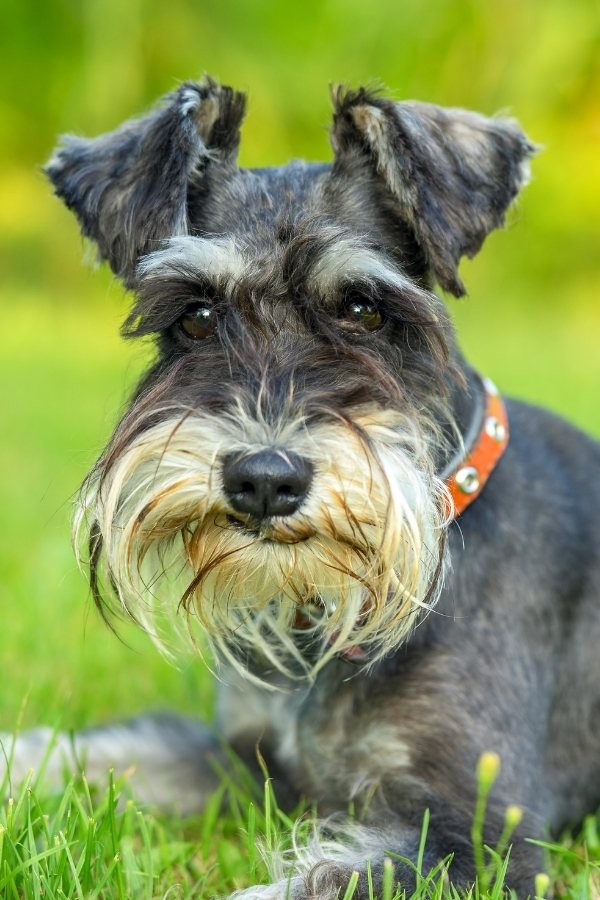 Schnauzer: Tout savoir sur cette race - DogsPlanet.com
