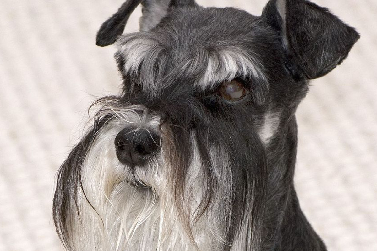 Schnauzer: All about this breed - DogsPlanet.com