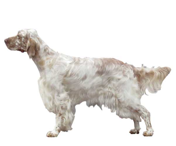 Setter Inglés: Todo sobre esta raza - DogsPlanet.com