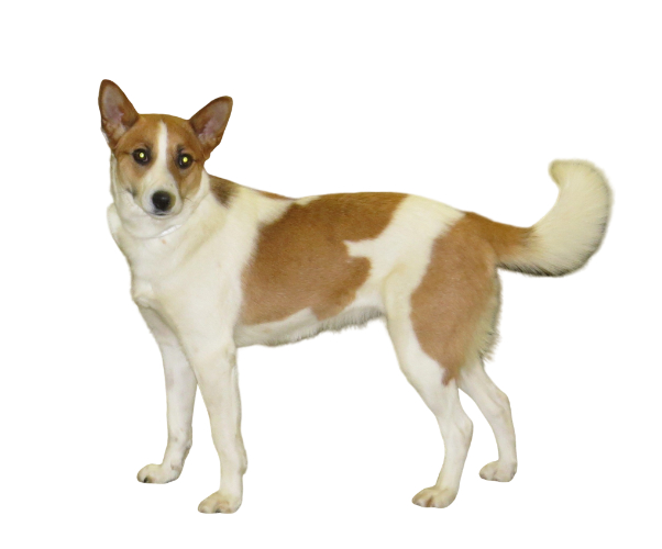 Spitz de Norrbotten: Tout savoir sur cette race - DogsPlanet.com