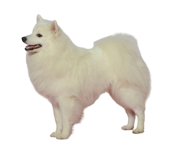 Spitz japonais: Tout savoir sur cette race - DogsPlanet.com