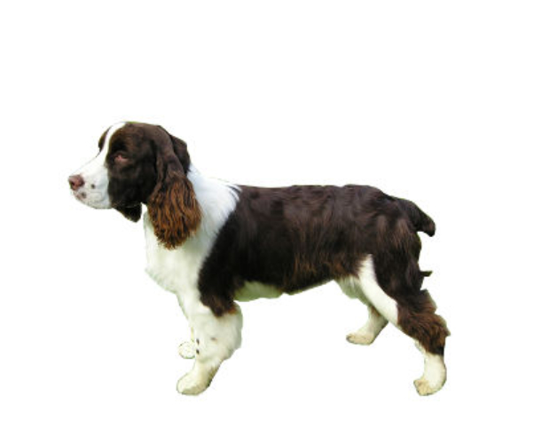 Springer spaniel: Todo sobre esta raza - DogsPlanet.com