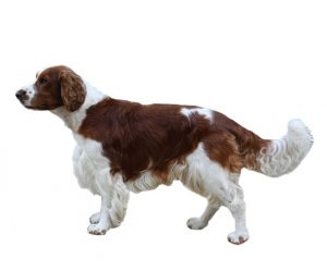 Welsh Springer Spaniel: Todo sobre esta raza - DogsPlanet.com