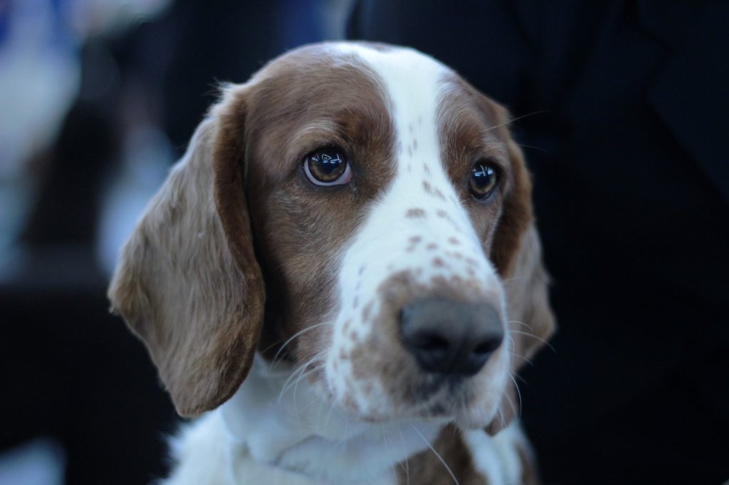 Welsh Springer Spaniel: Todo sobre esta raza - DogsPlanet.com