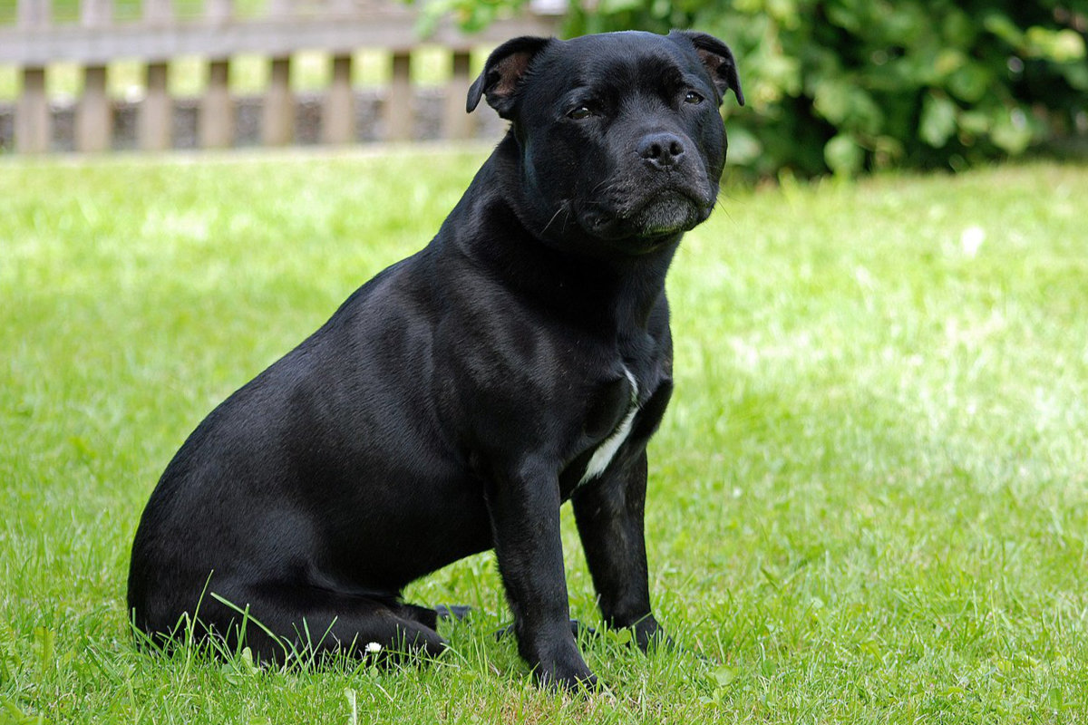 Staffordshire bull terrier: Todo sobre esta raza - DogsPlanet.com