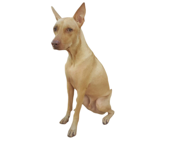 Telomian: All about this breed - DogsPlanet.com