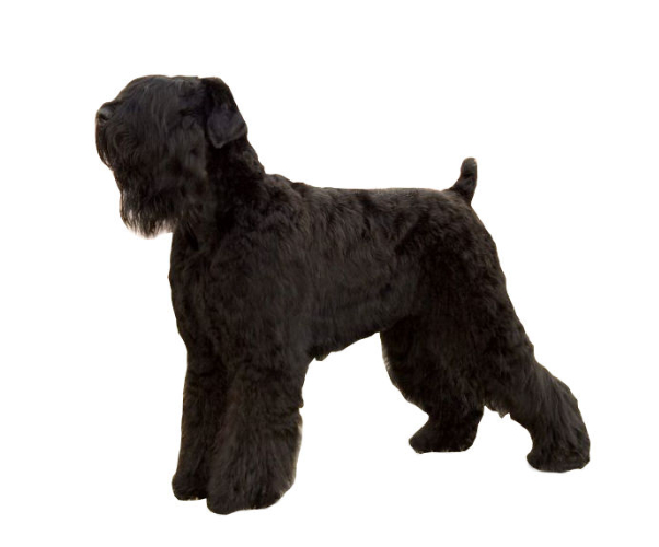 Terrier Negro Ruso: Todo sobre esta raza - DogsPlanet.com