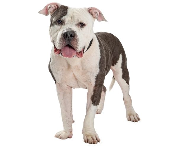 Pitbull : personnalité, photos, prix, conseils Page 1 sur 0 ...