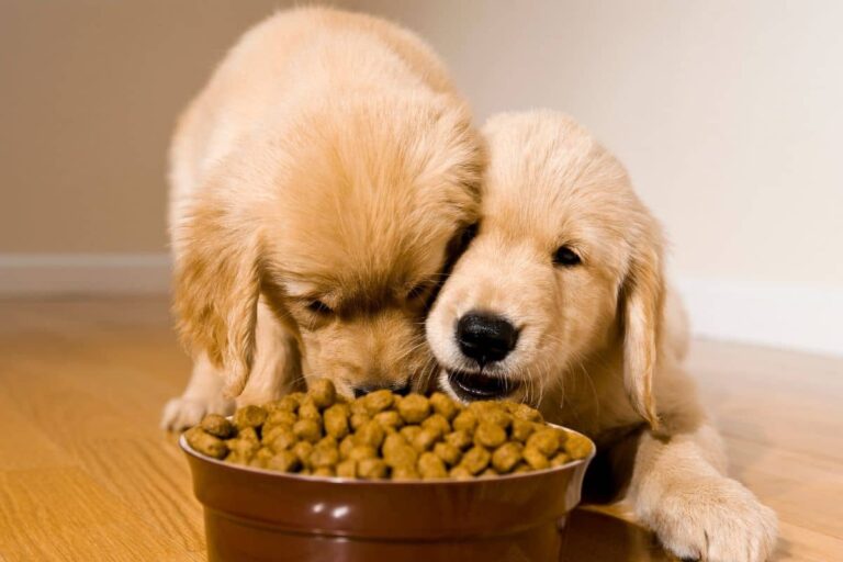 "croquettes primordial avis" - DogsPlanet.com