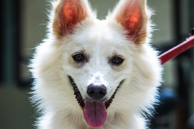 Top 15 Asian dog breeds you need to know about - DogsPlanet.com