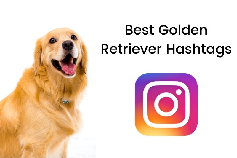 The Best Hashtags for Golden Retrievers on Instagram - DogsPlanet.com