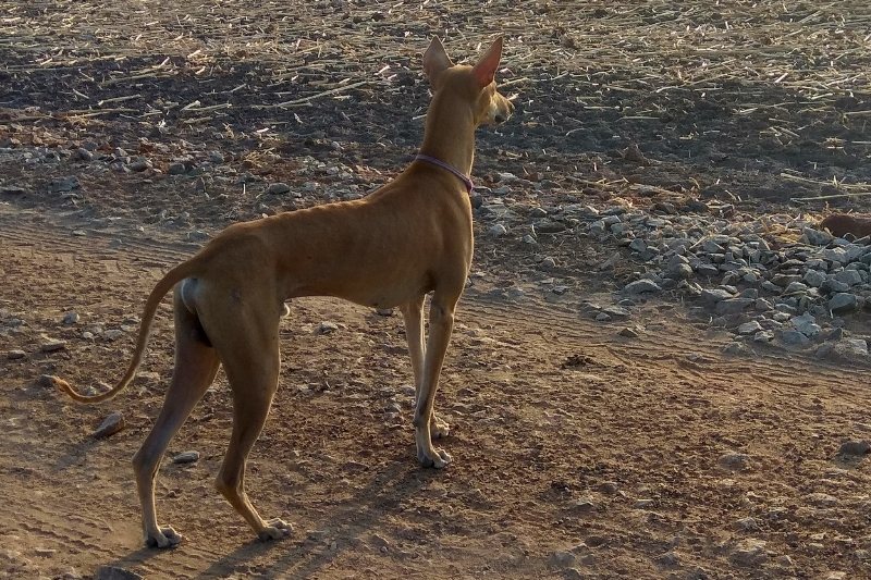 15 skinny tall dog breeds - DogsPlanet.com