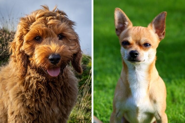 Cockapoochi: Everything About This Cockapoo and Chihuahua Mix ...