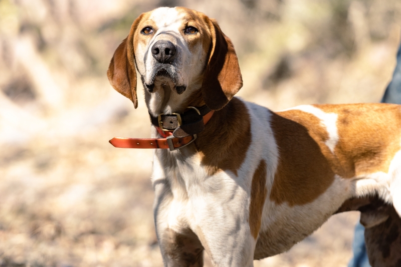 Coonhound